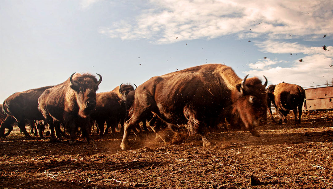 What We Do - Kremer Buffalo